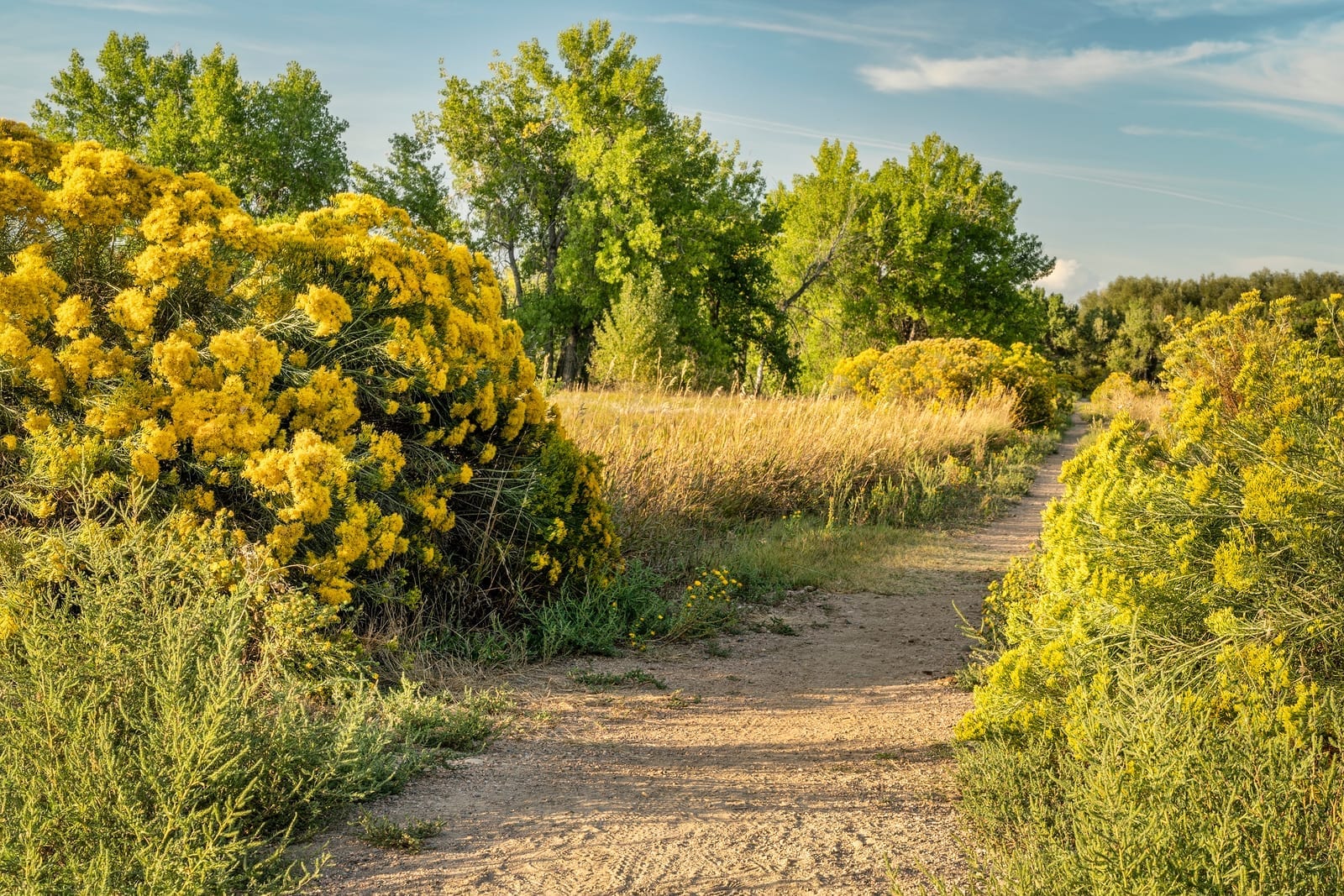 Top Plants For Albuquerque Xeriscaping | R & S Landscaping