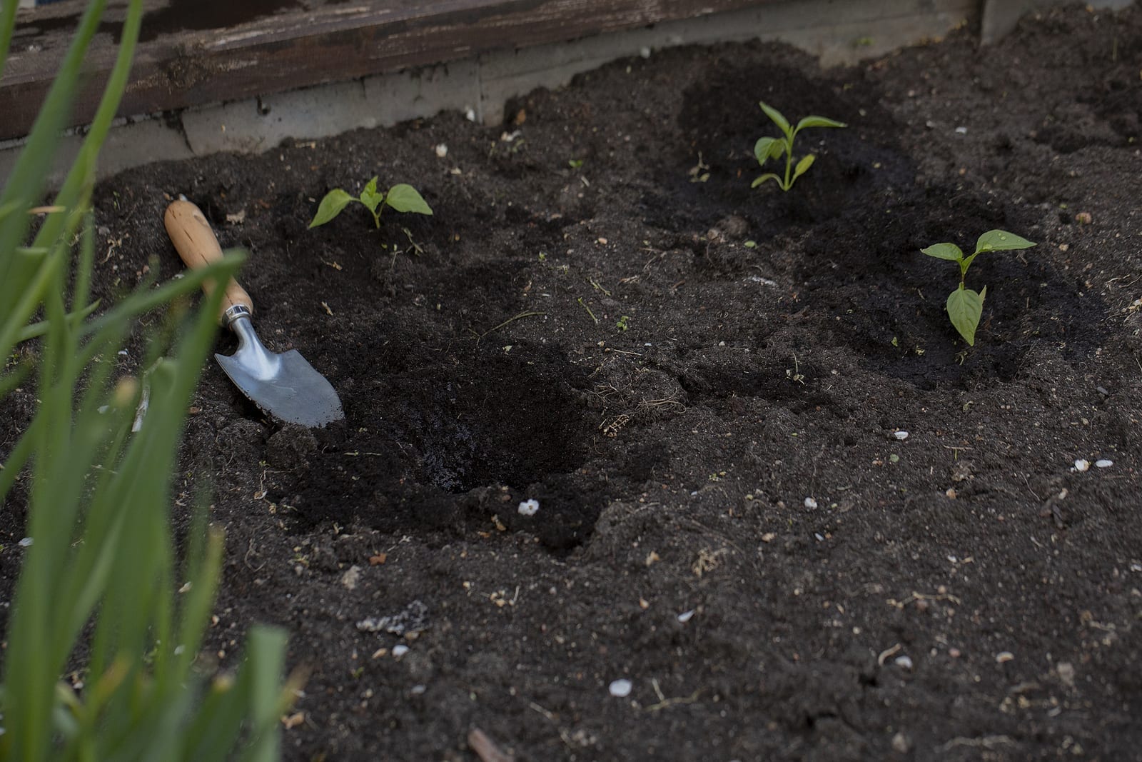 The Dirt on Creating Great Soil for a Super Successful Albuquerque ...