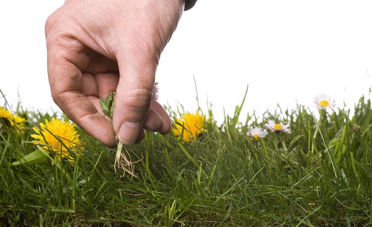 Got Albuquerque Lawn Weed Problems? Here are Some Great Tips on How to ...