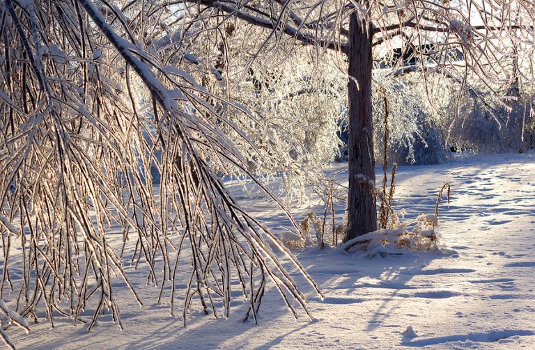 Top Tips for Winter Snow and Ice Damaged Trees | R & S Landscaping