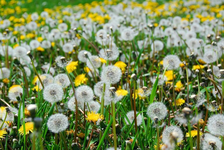 Why is My Lawn Chock Full of Weeds? | R & S Landscaping